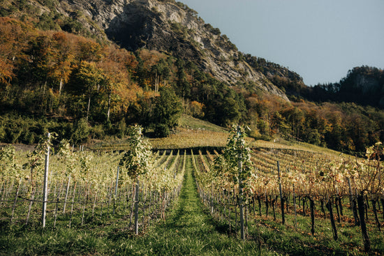 Weingut Marugg in Fläsch | Weinbau mit Hingabe & Innovation